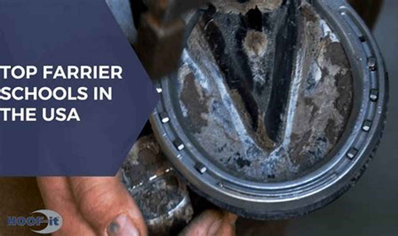 Top 5 Best Farrier Schools: 2024 Guide